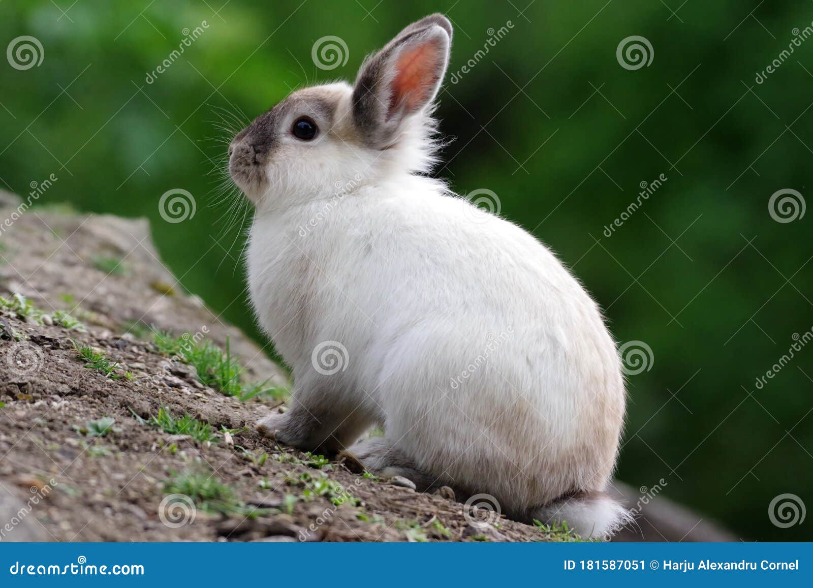 Beautiful Little White Rabbit Stock Image - Image of white, brown ...