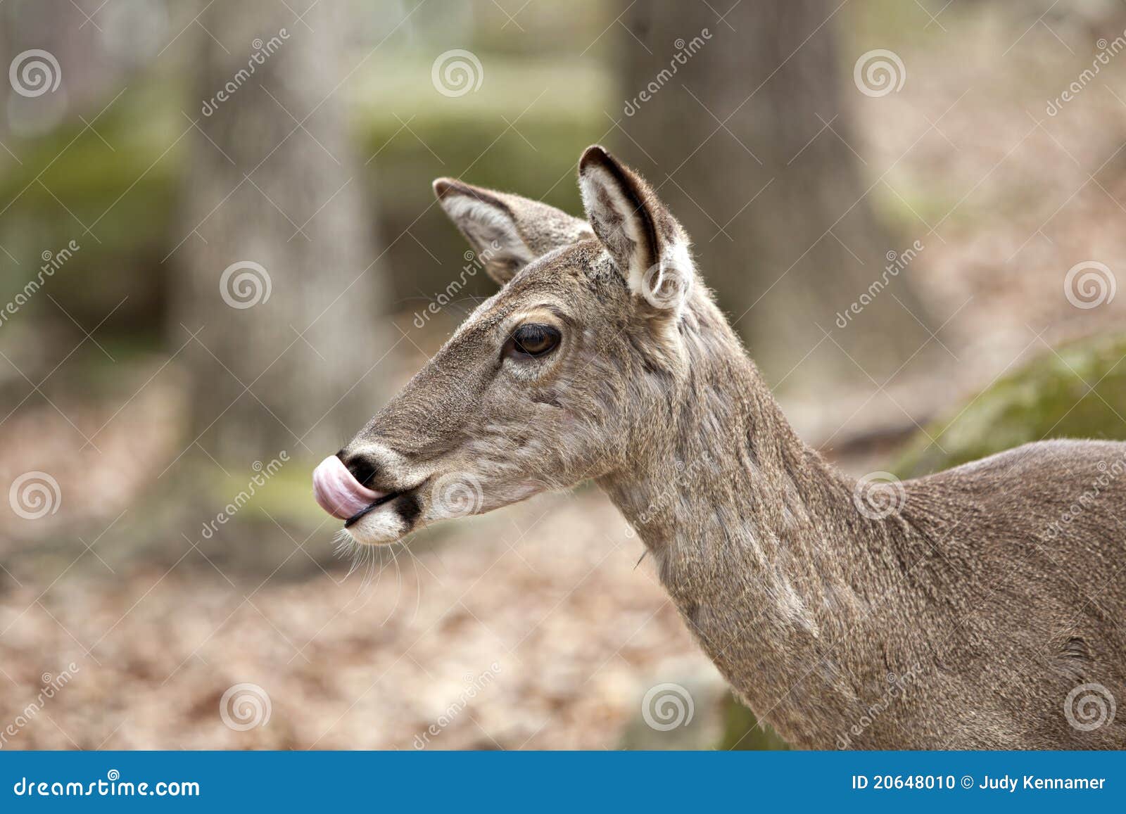 Beautiful Little White Tailed Deer Stock Photo - Image of forest, brown ...