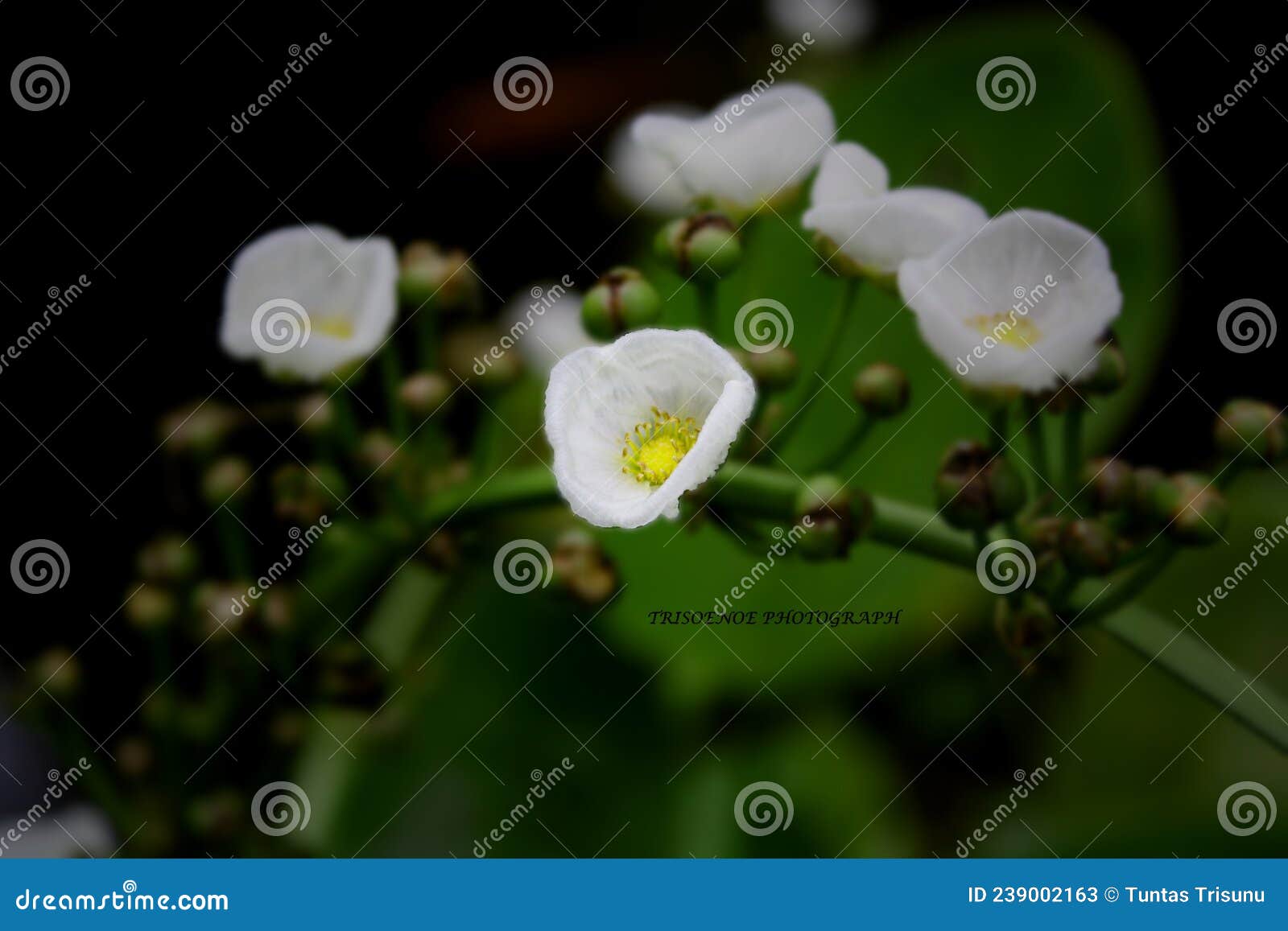 Beautiful Little White Wildflowers Stock Image - Image of nature ...