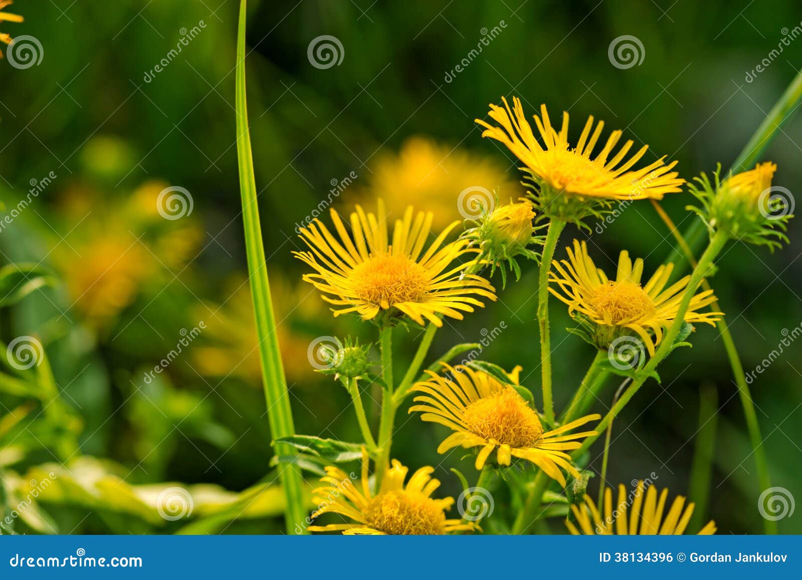 Beautiful Little Yellow Daisy Stock Photo - Image of head, grass: 38134396