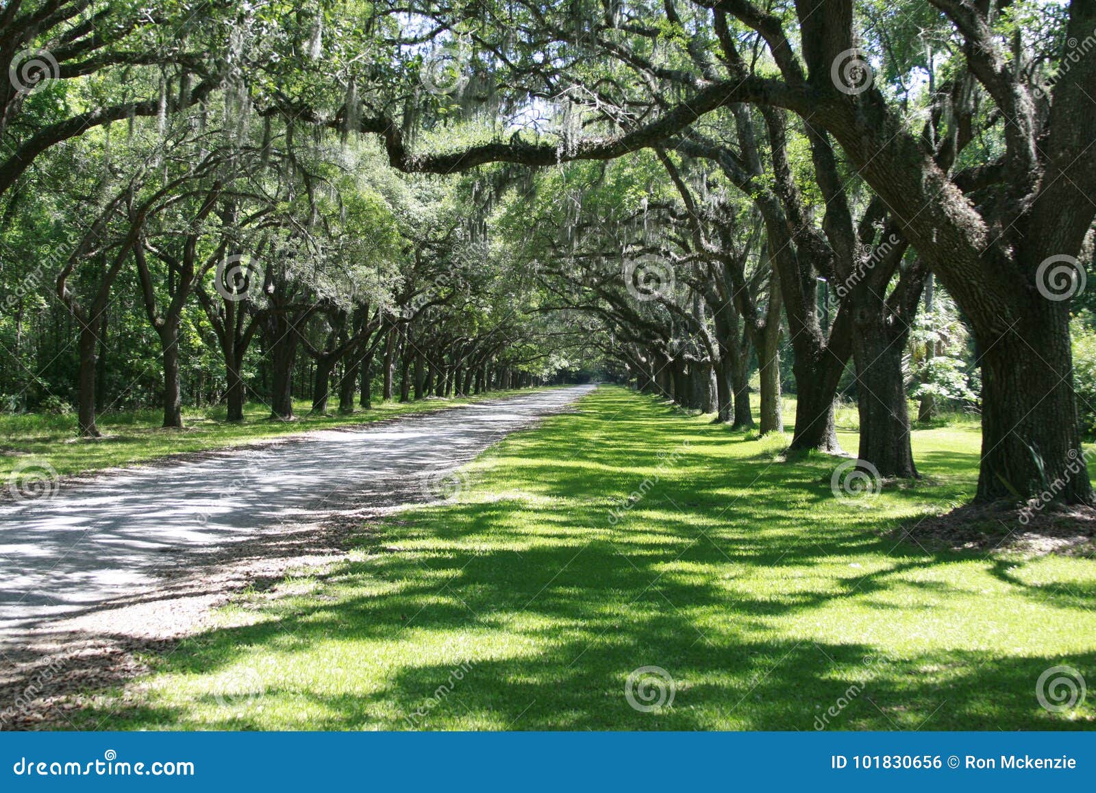 Beautiful Live Oak Driveway Stock Photo - Image of tree, trres: 101830656