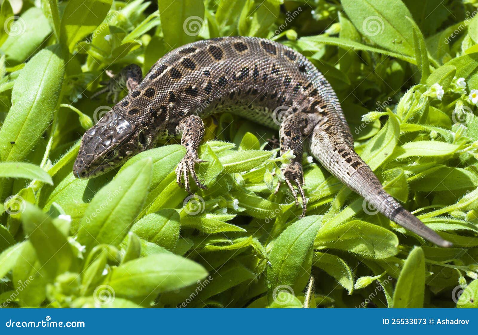 Beautiful lizard stock image. Image of environment, funny - 25533073