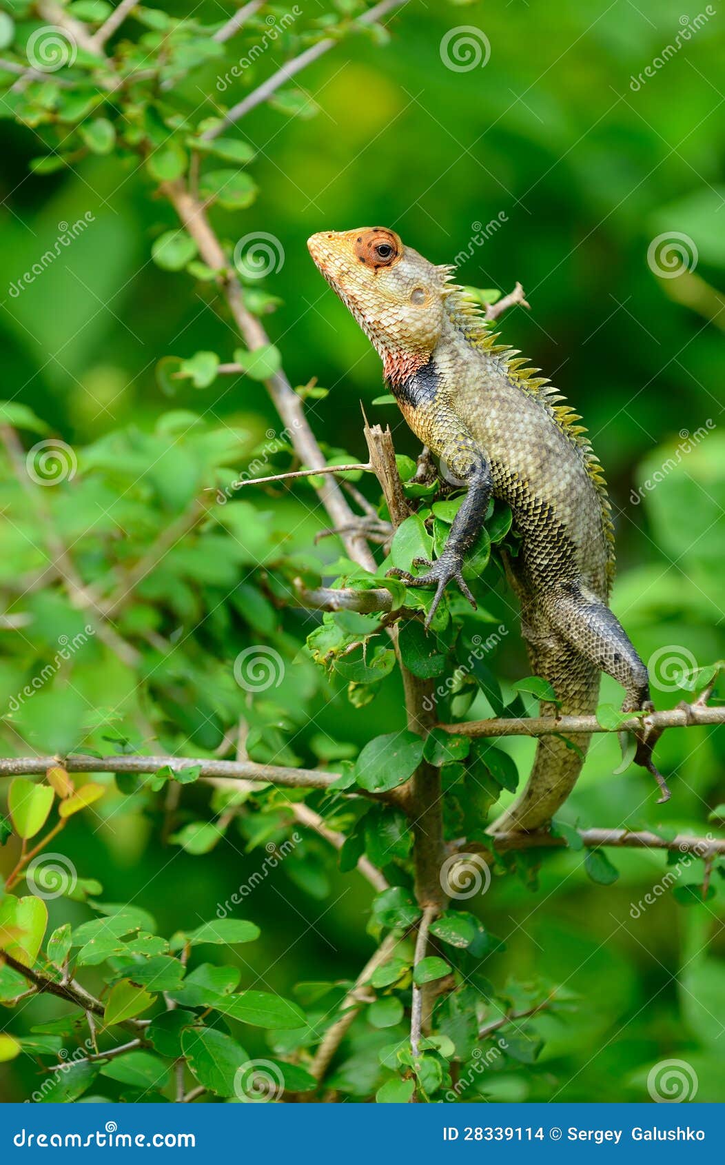 Beautiful lizard stock photo. Image of lush, lanka, wildlife - 28339114