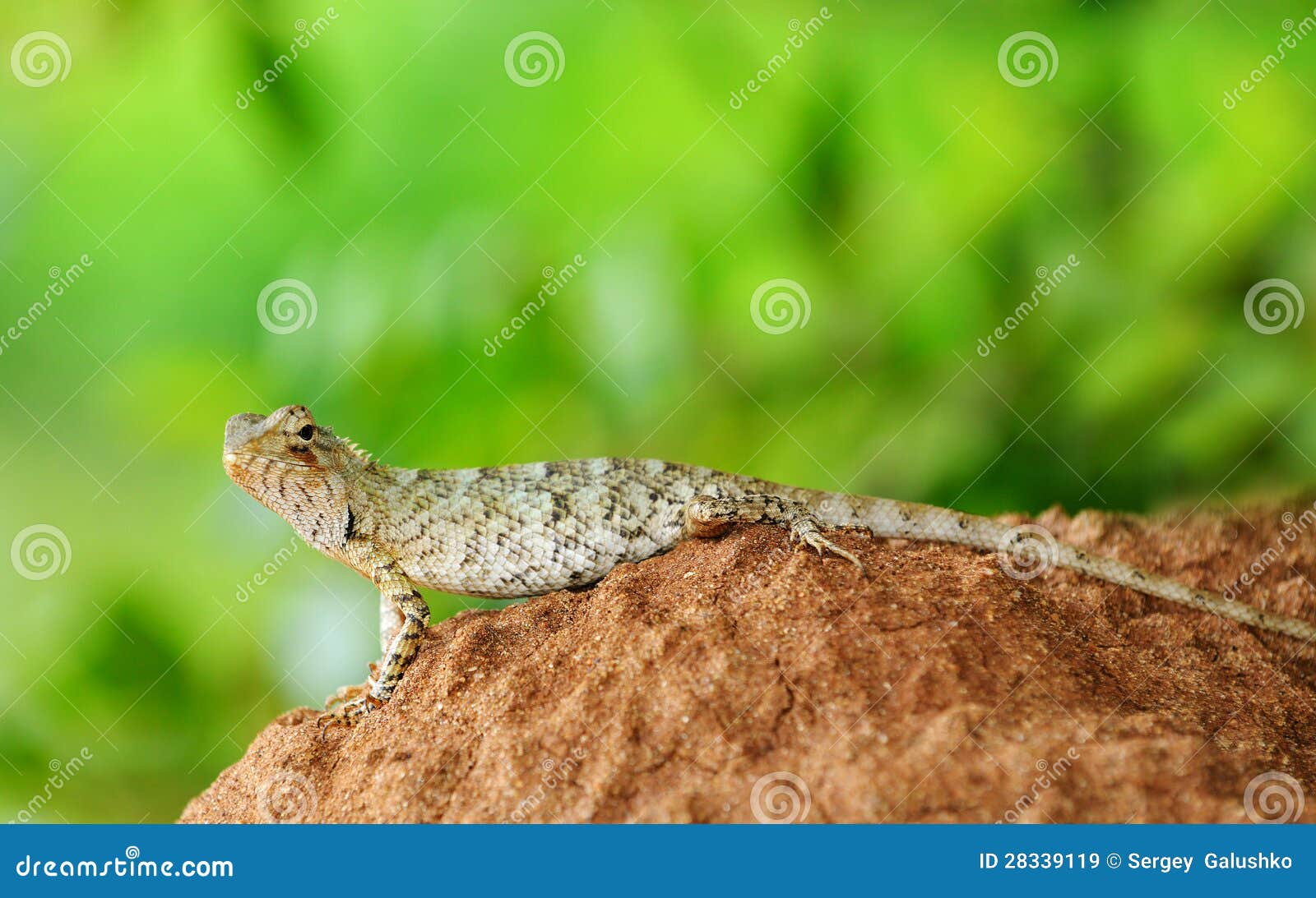 Beautiful lizard stock image. Image of branch, animals - 28339119