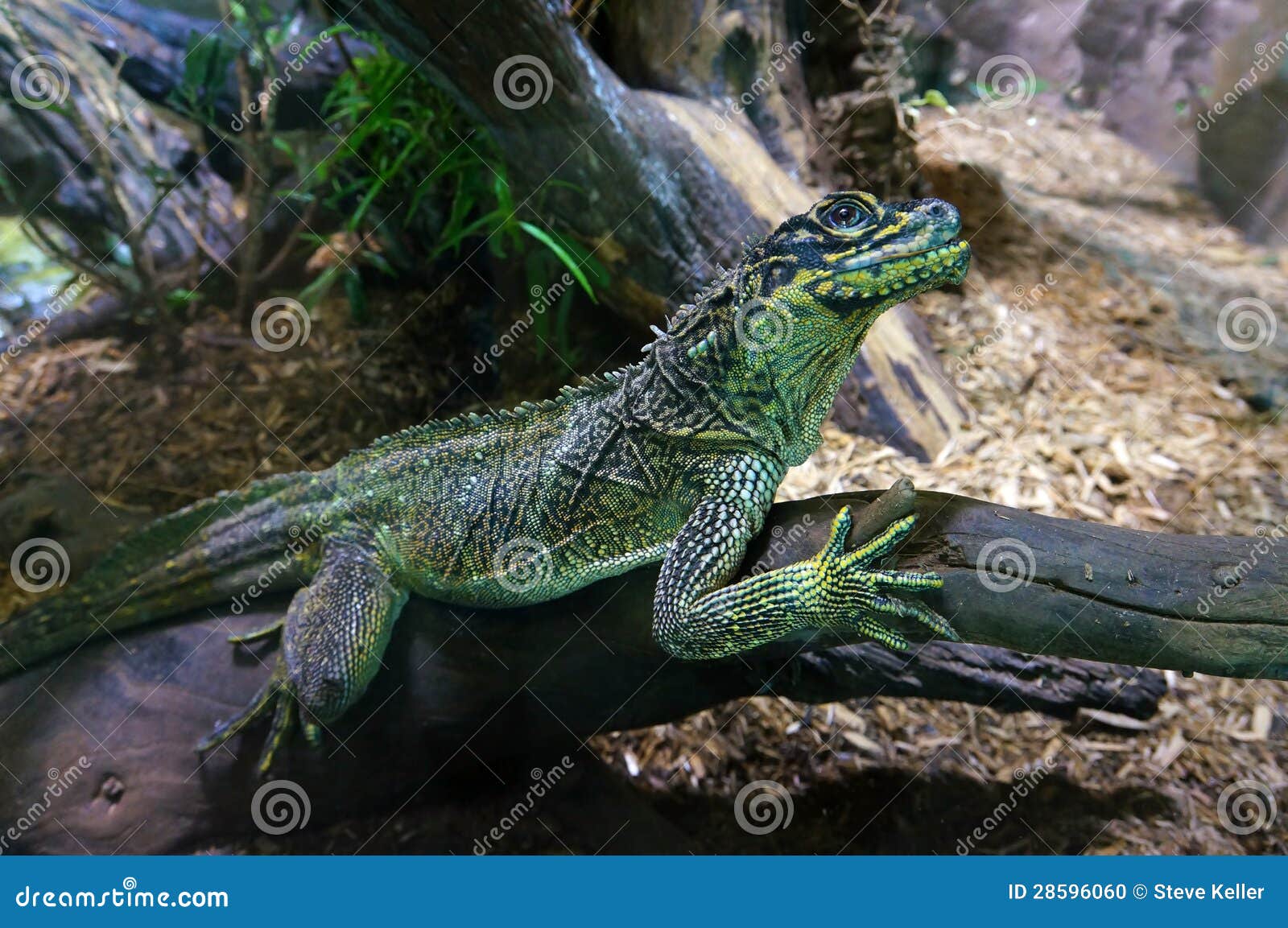 Beautiful lizard stock photo. Image of habitat, danger - 28596060