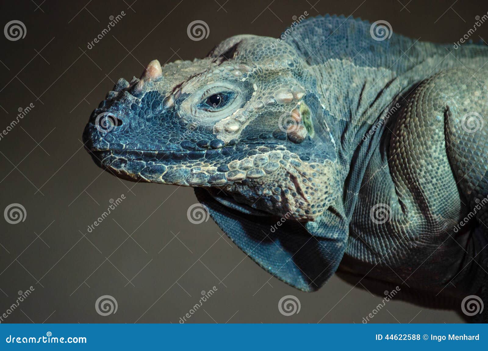 Beautiful Lizard stock photo. Image of detail, beautiful - 44622588