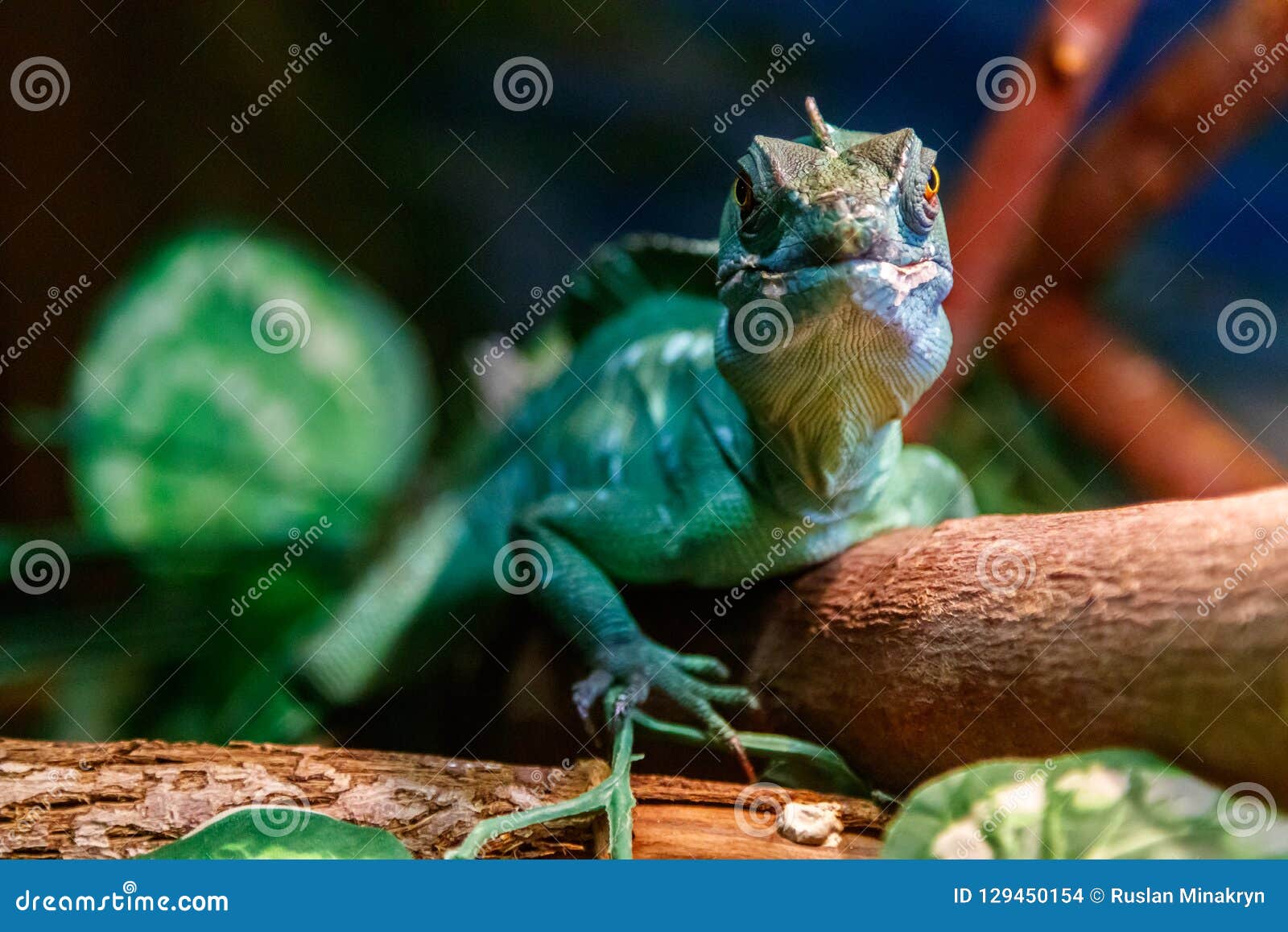 Beautiful Lizard Helmeted Basilisk, Plumed Basiliscus, Basilscus ...