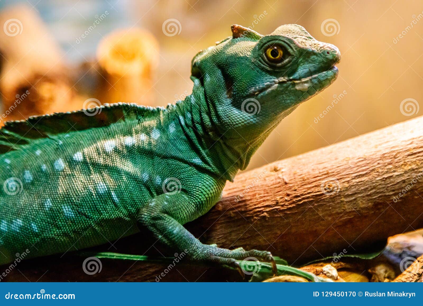 Beautiful Lizard Helmeted Basilisk, Plumed Basiliscus, Basilscus ...