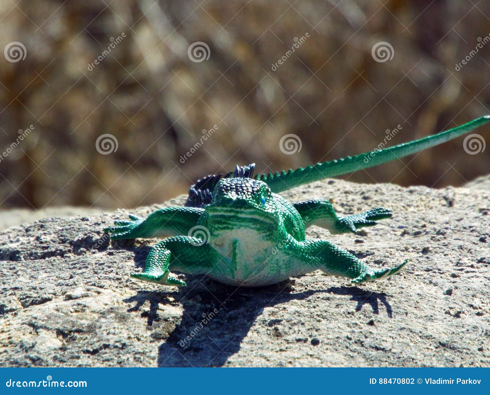 Beautiful lizard stock photo. Image of bask, organism - 88470802