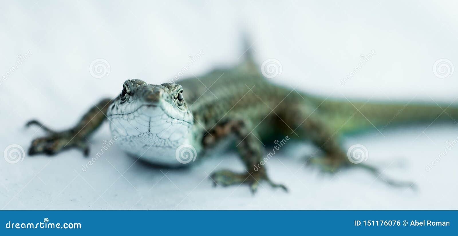 Beautiful Lizard in Macro on the Floor of the Pool Stock Photo - Image ...