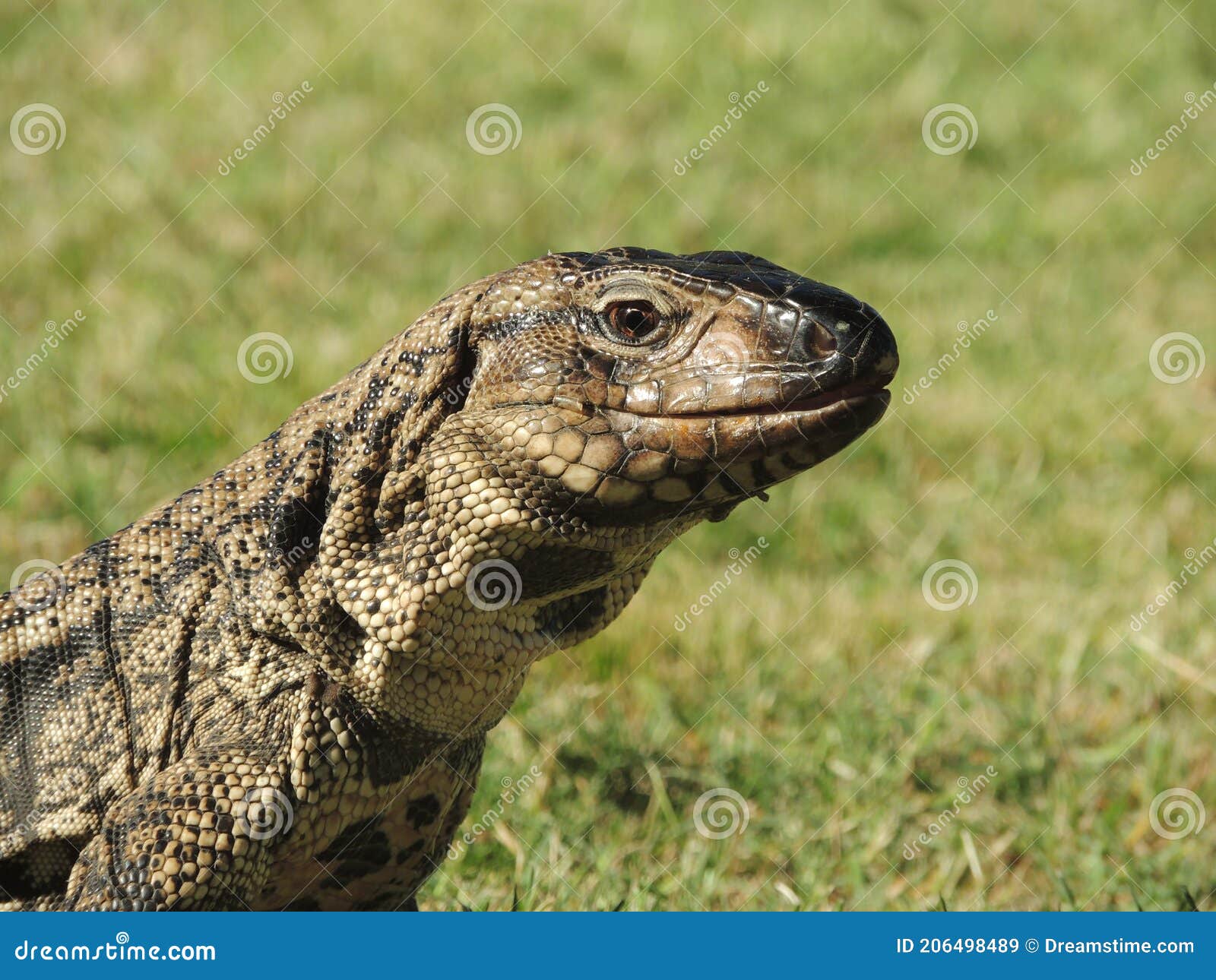 Lizard in field stock image. Image of frog, toad, possing - 206498489