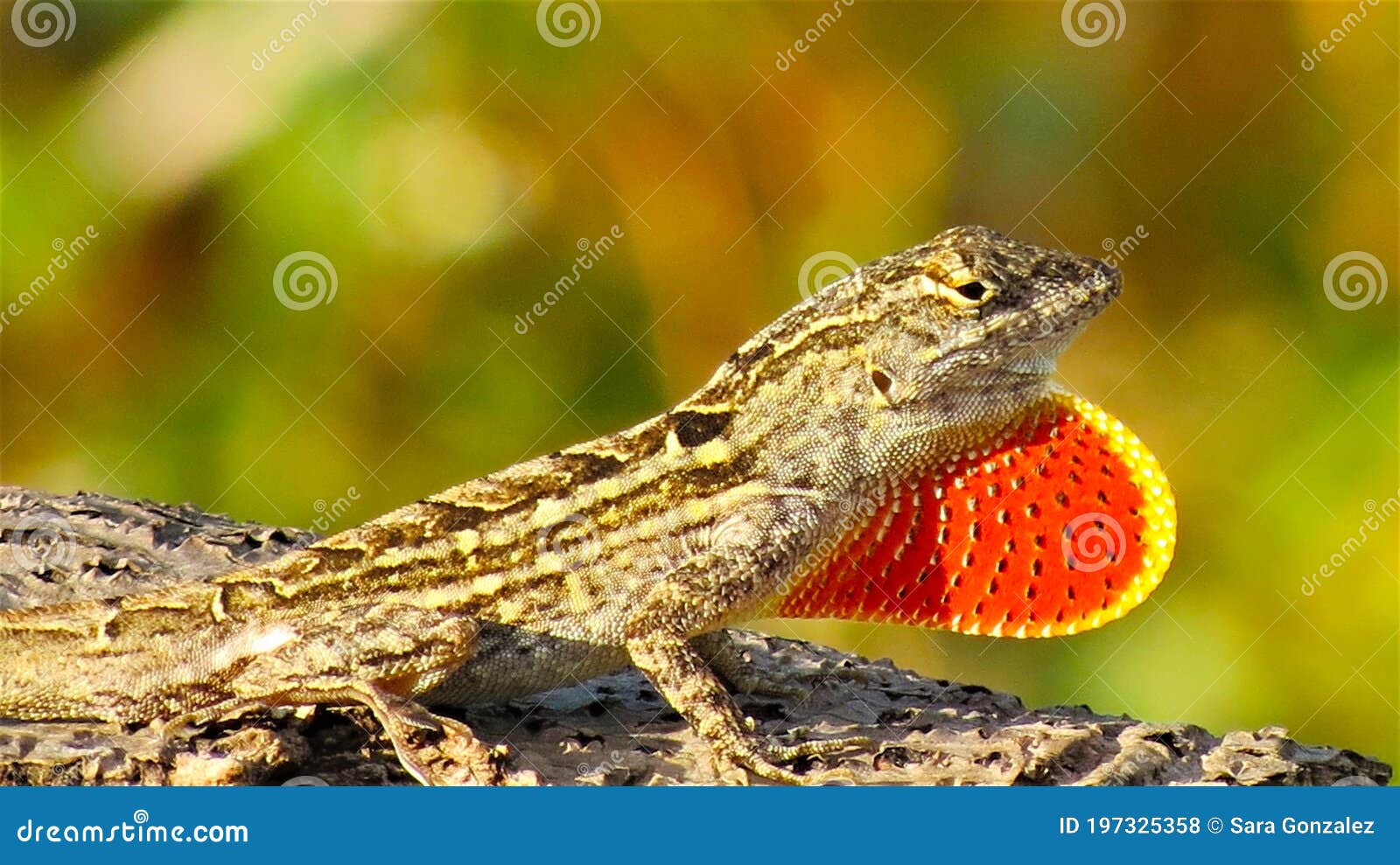 Beautiful Lizard Red and Yellow Scarf Stock Photo - Image of tortoise ...