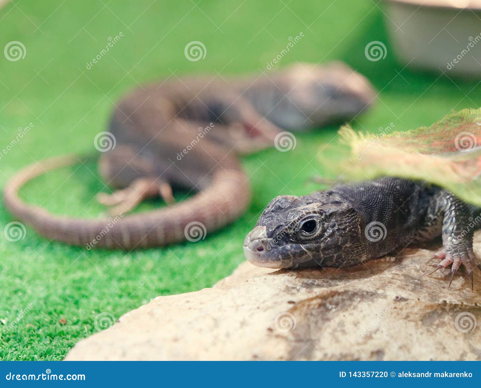 Beautiful Lizard Scaly with a Tail Green Stock Photo - Image of cute ...
