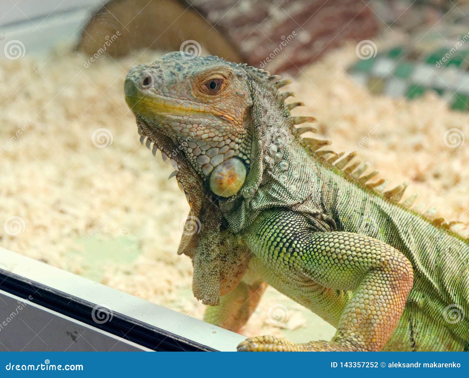 Beautiful Lizard Scaly with a Tail Green Stock Photo - Image of dewlap ...