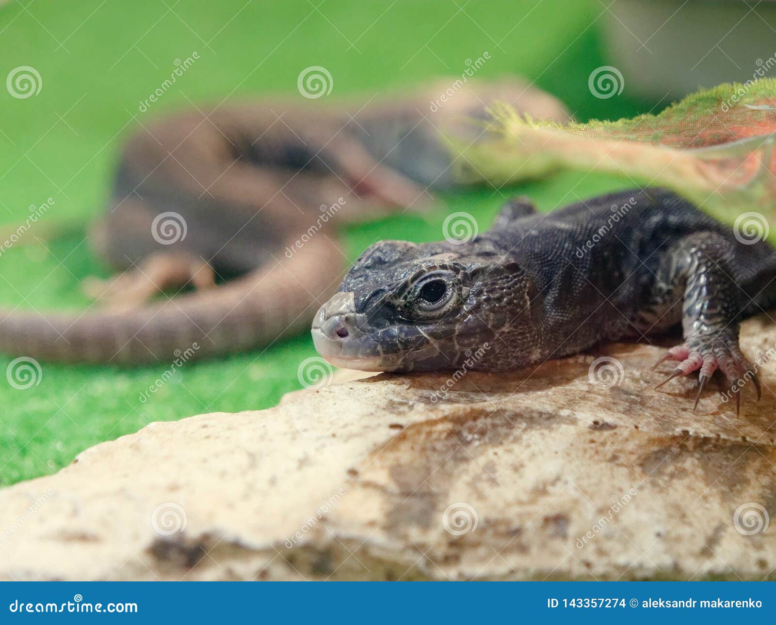 Beautiful Lizard Scaly with a Tail Green Stock Photo - Image of color ...