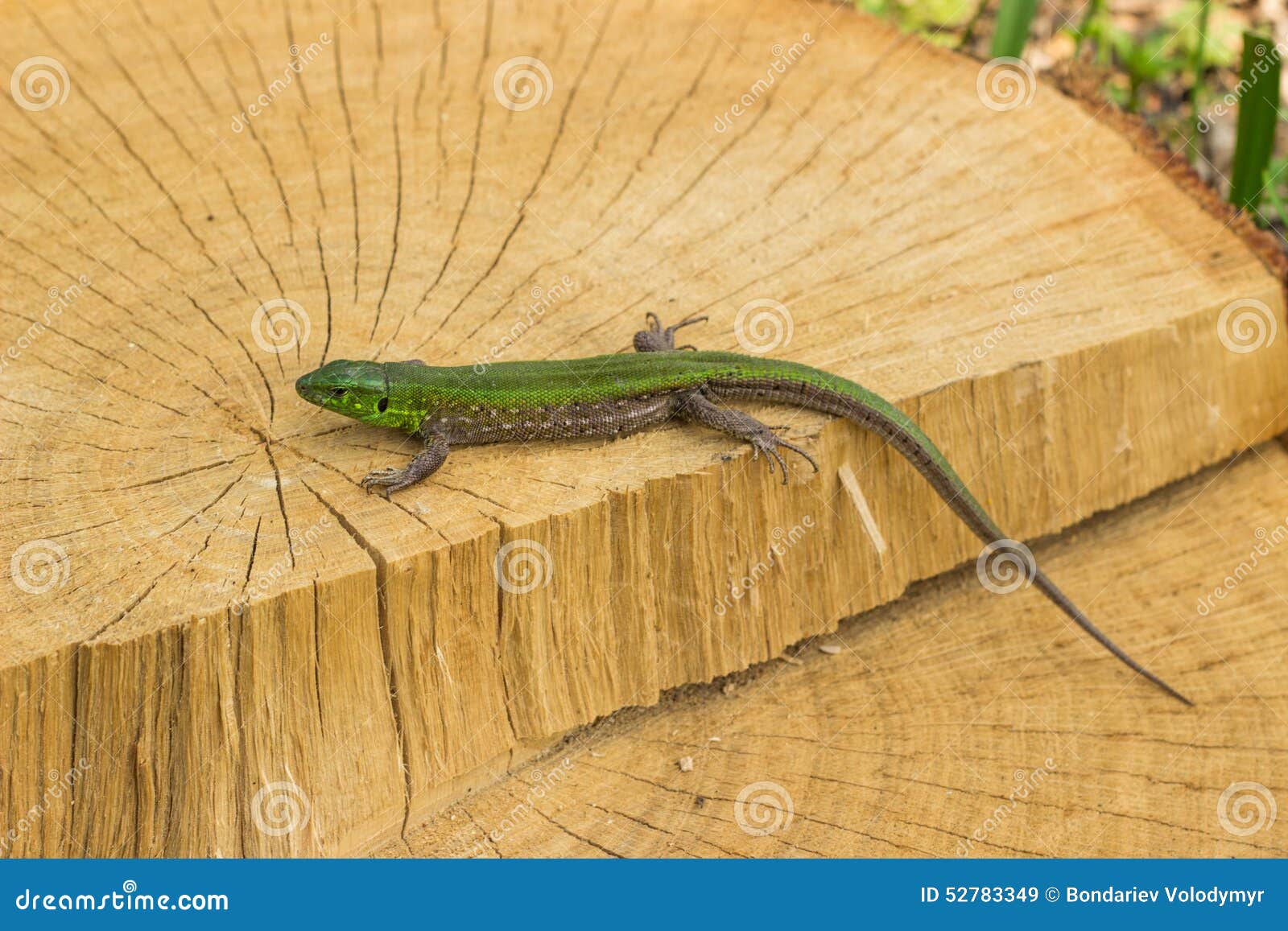 Beautiful lizard . stock image. Image of brown, european - 52783349