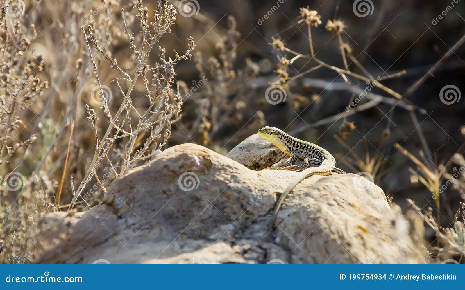 Beautiful Lizard on a Stone Basking in the Sun Stock Photo - Image of ...