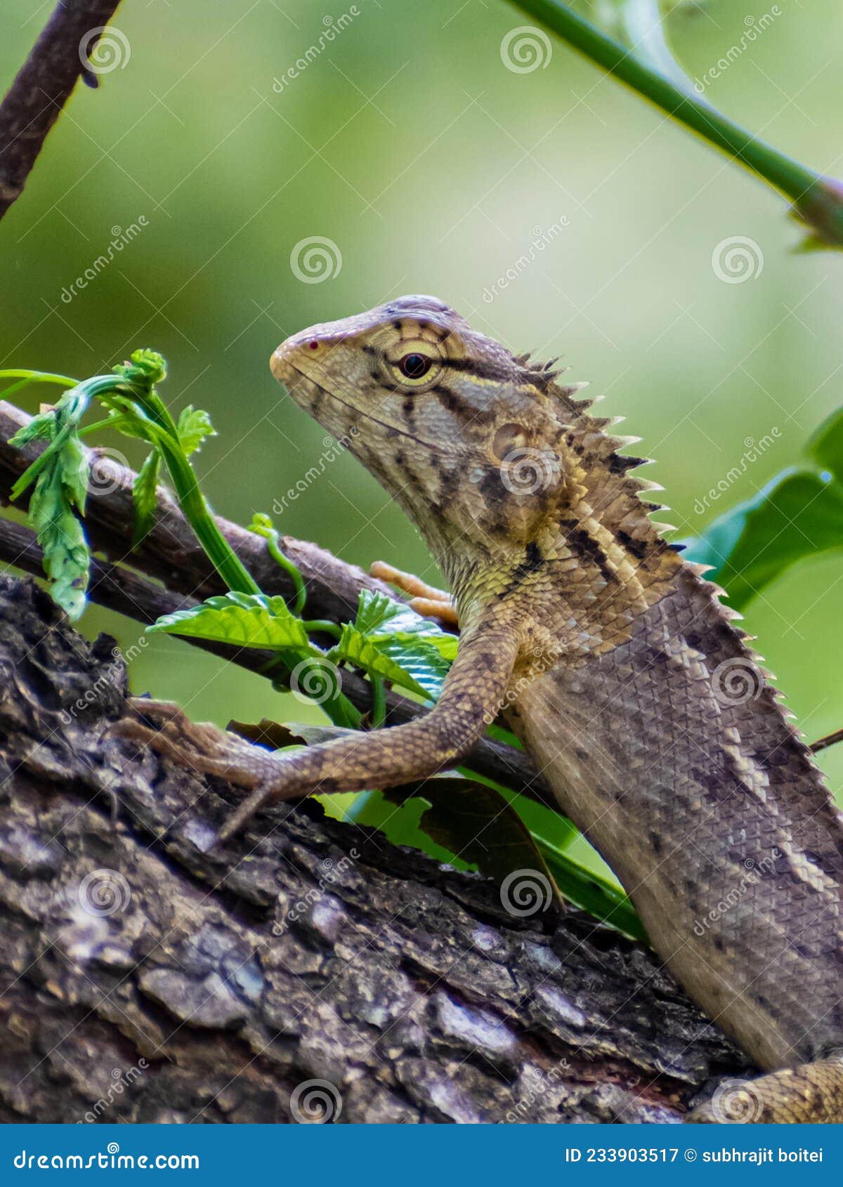 Beautiful Lizard stock image. Image of beautiful, nature - 233903517