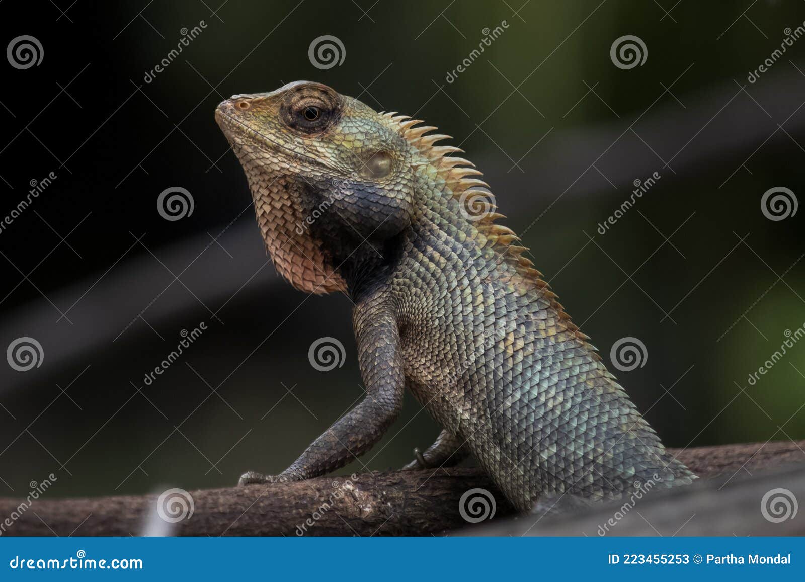 The beautiful lizard stock image. Image of nature, beautiful - 223455253