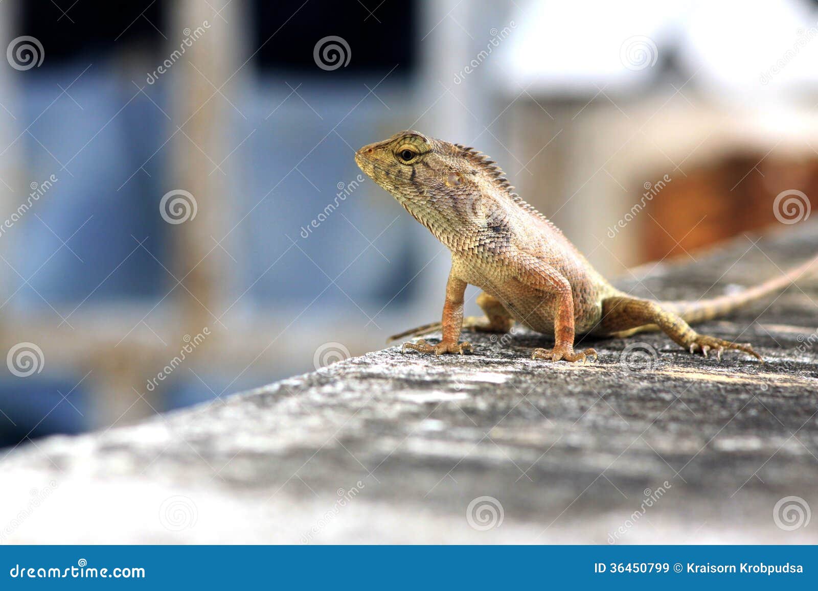Lizard stock image. Image of green, tree, house, black - 36450799