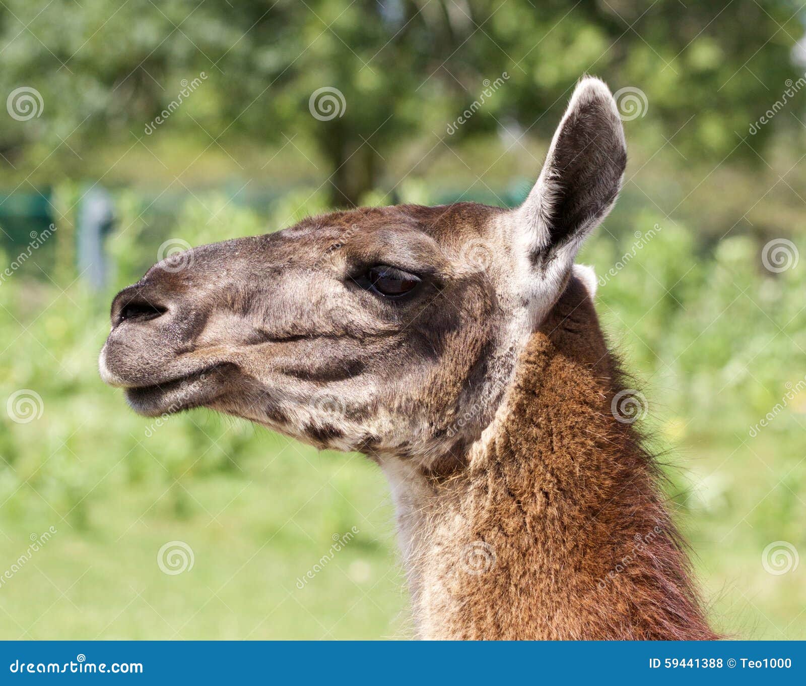 Beautiful Llama S Portrait with the Grass Background Stock Photo ...