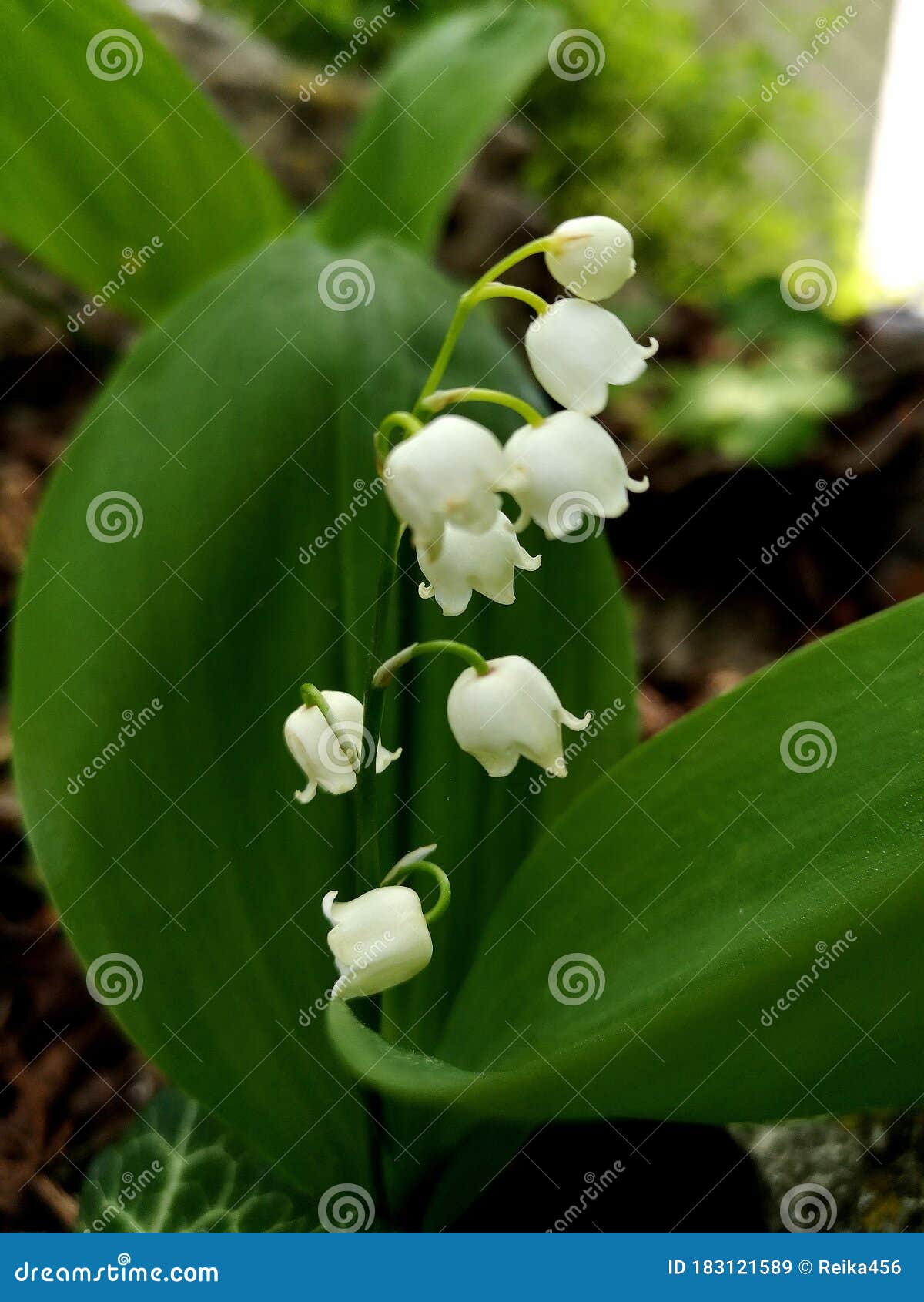 Beautiful Llily of the Valley Stock Image - Image of aroma, beauty ...