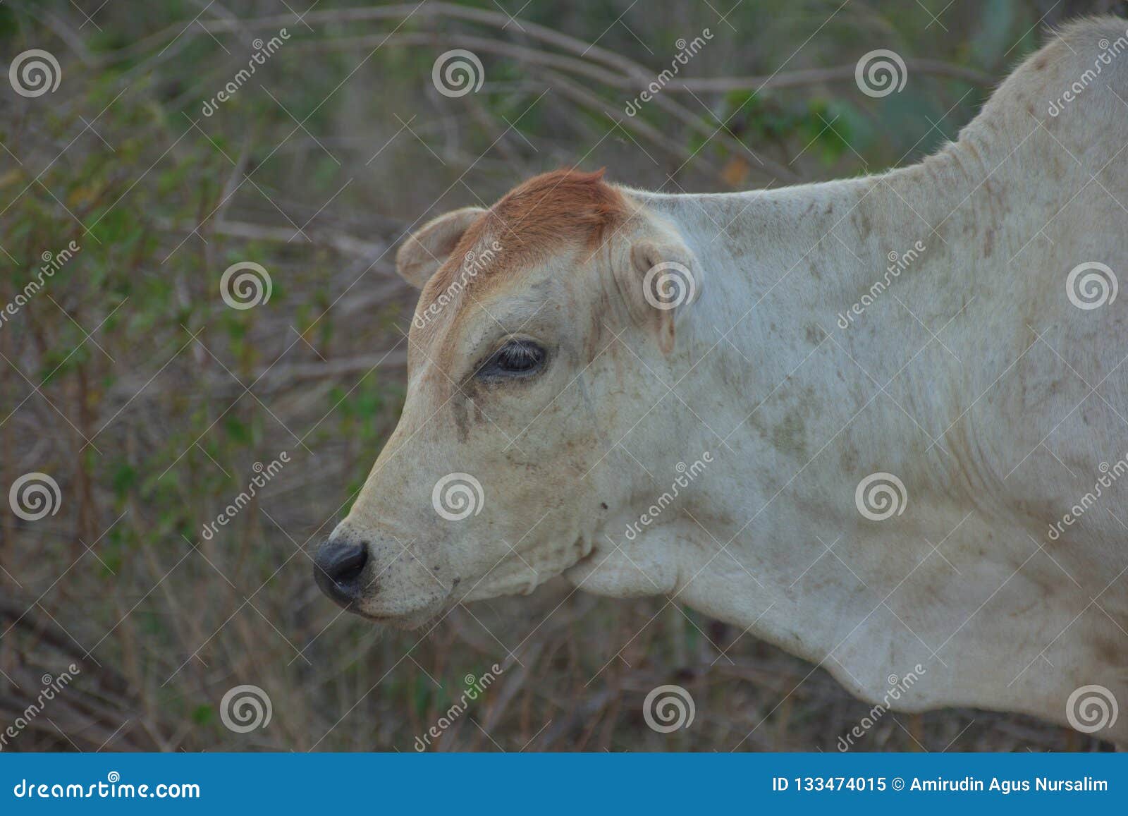 Beautiful local cows stock image. Image of indonesian - 133474015