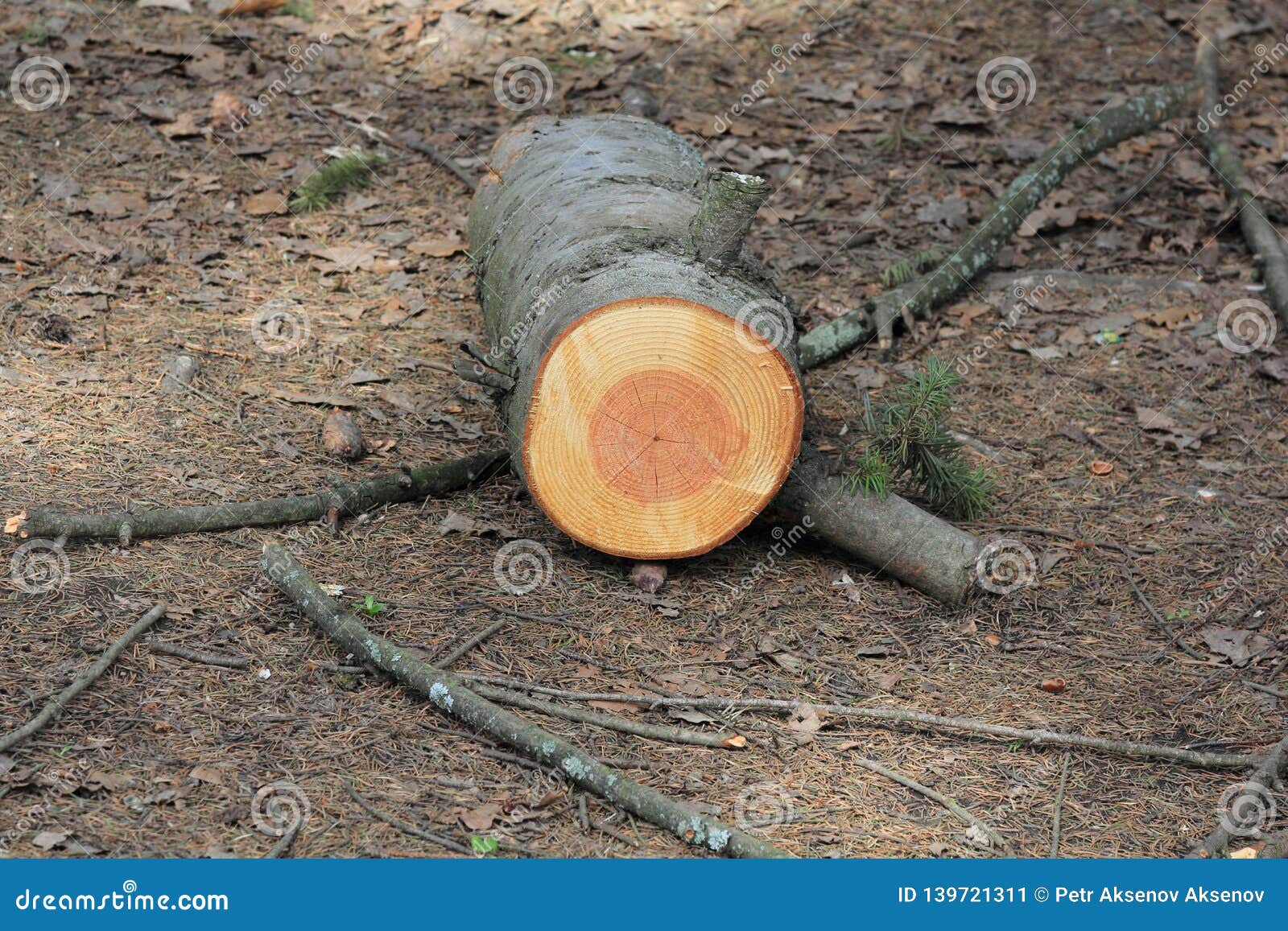 Beautiful Log in the Forest Stock Image - Image of beautiful, europe ...