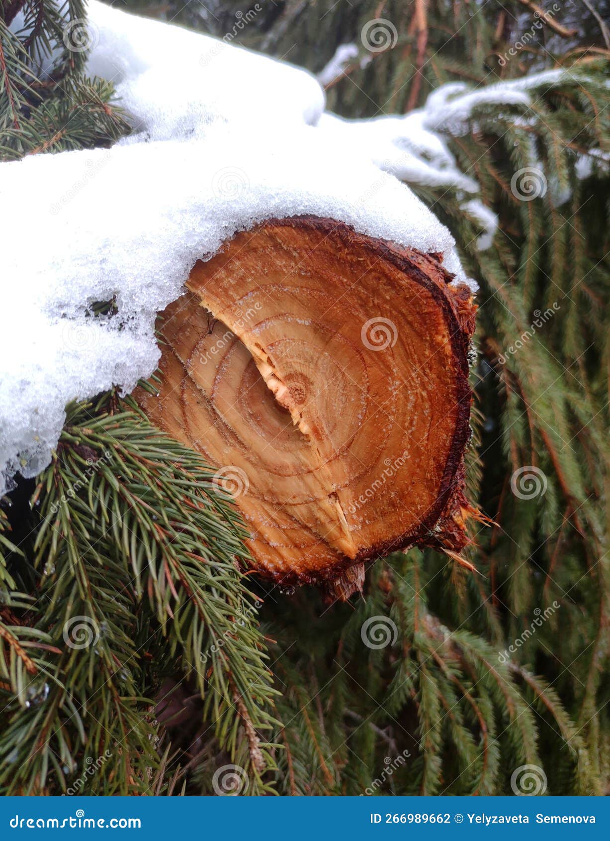 Beautiful Log Under the Snow in the Forest, Spring Stock Photo - Image ...