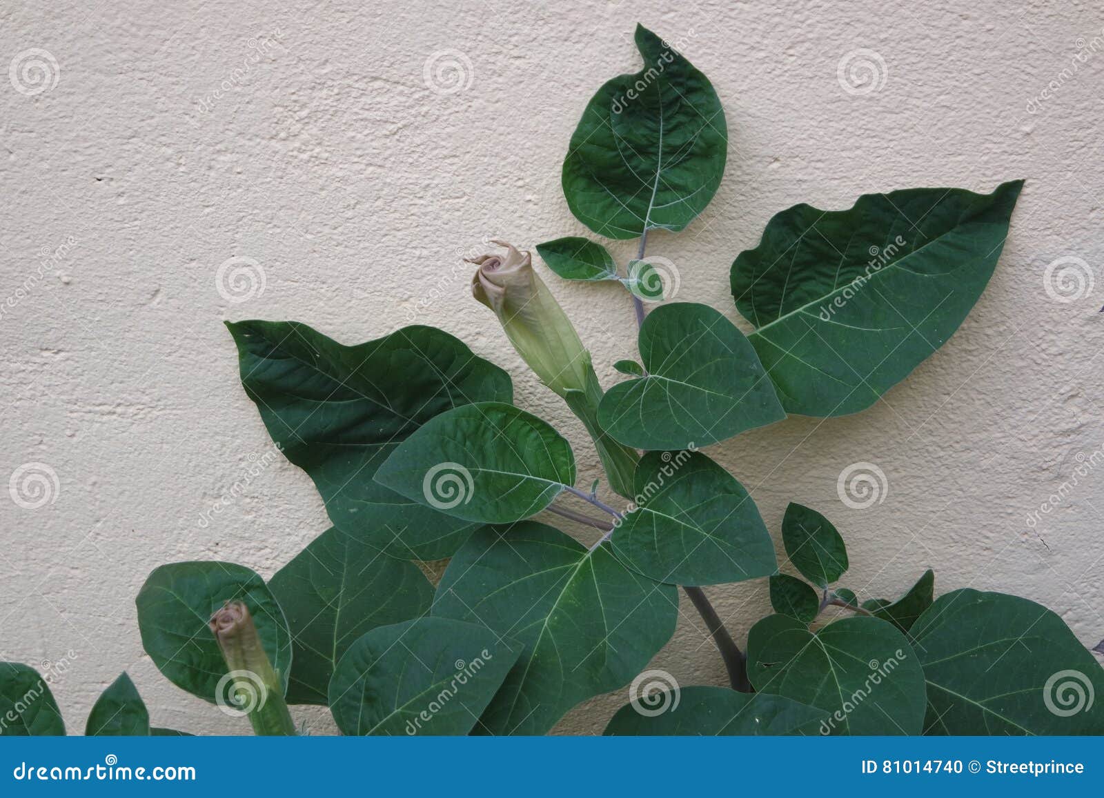 A beautiful lone flower stock photo. Image of blossom - 81014740