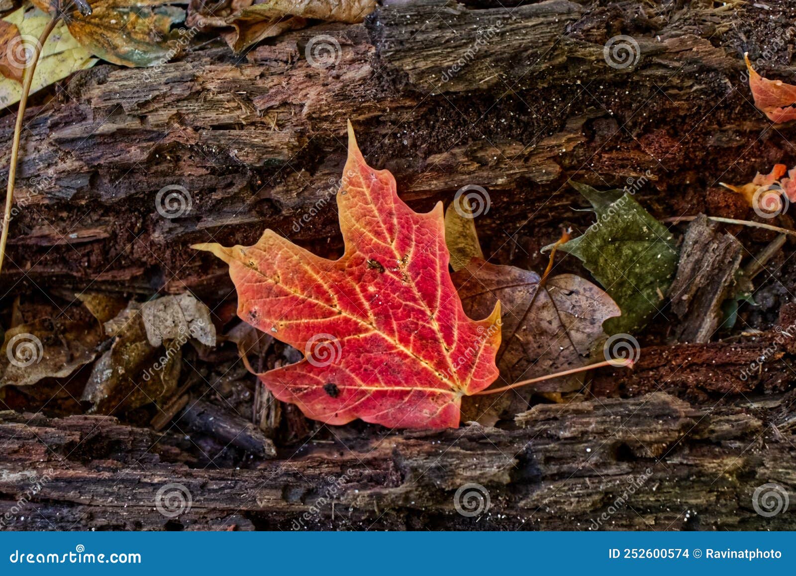 Beautiful Lone Maple Leaf on a Fallen Tree Trunk - Fall in Central ...