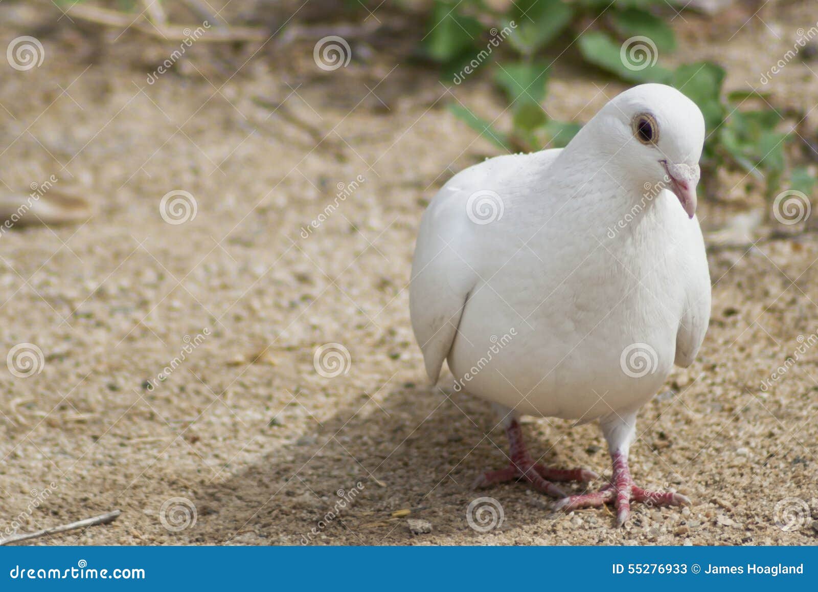 Beautiful Lone White Dove Out for a Stroll Stock Image - Image of ...