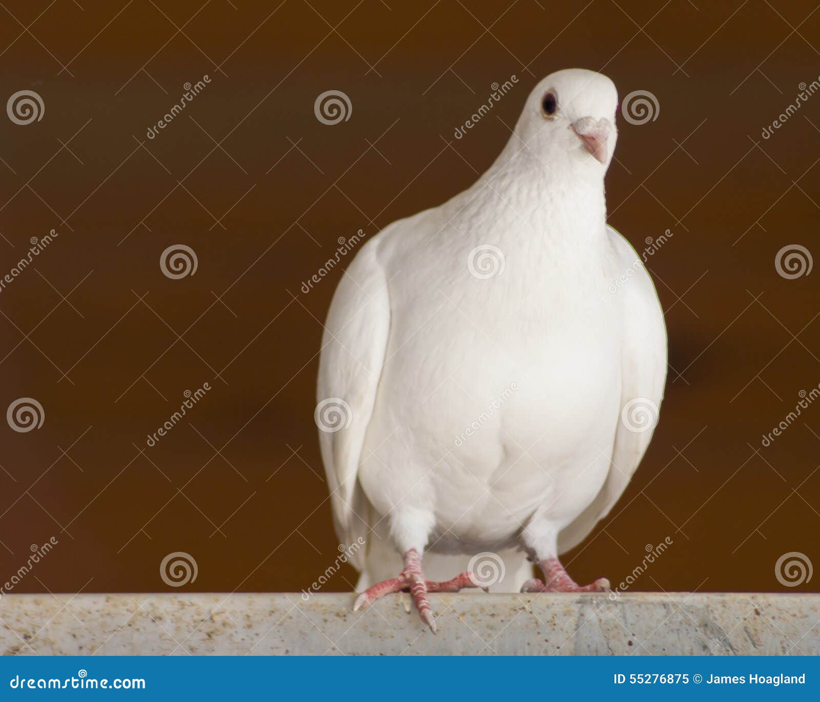 Beautiful Lone White Dove Perching Stock Image - Image of detail, hope ...