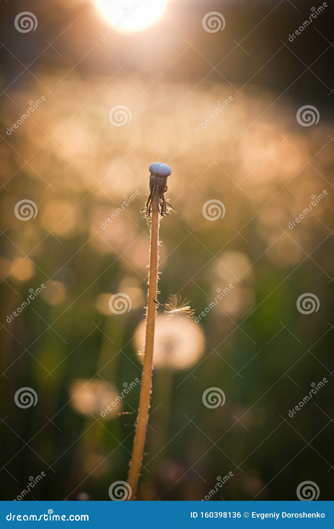 Beautiful Lonely Bald Dandelion on a Background of a Field of Blurry ... Beautiful Lonely Bald Dandelion on a Background of a Field of Blurry ...