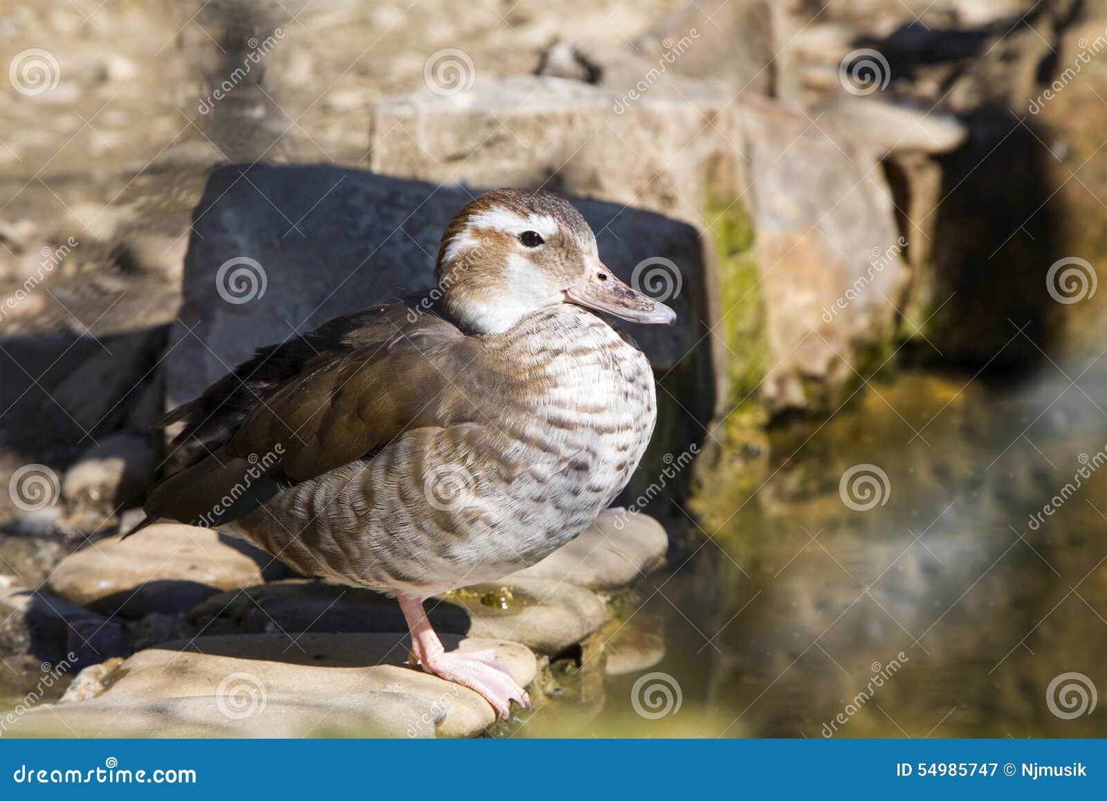 Beautiful lonely bird stock image. Image of reflection - 54985747