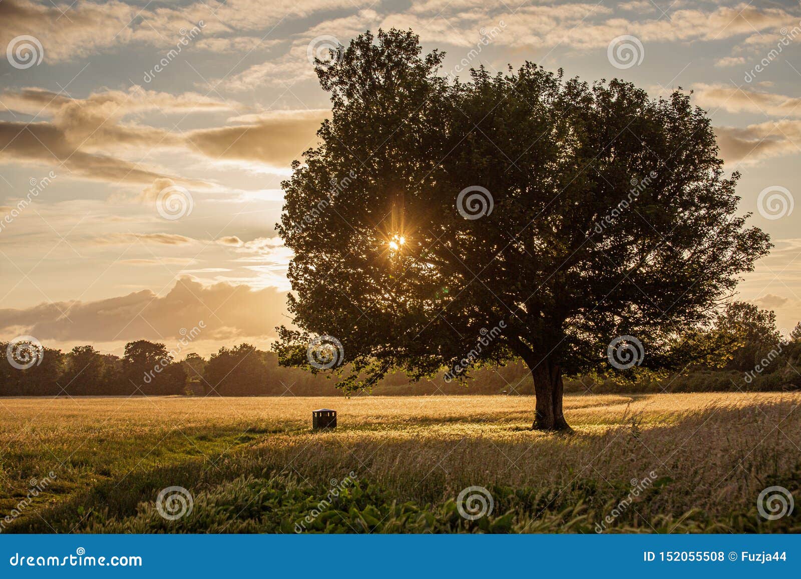 Beautiful ,lonely Oak Tree at Sunset in Windsor. Stock Photo - Image of ...