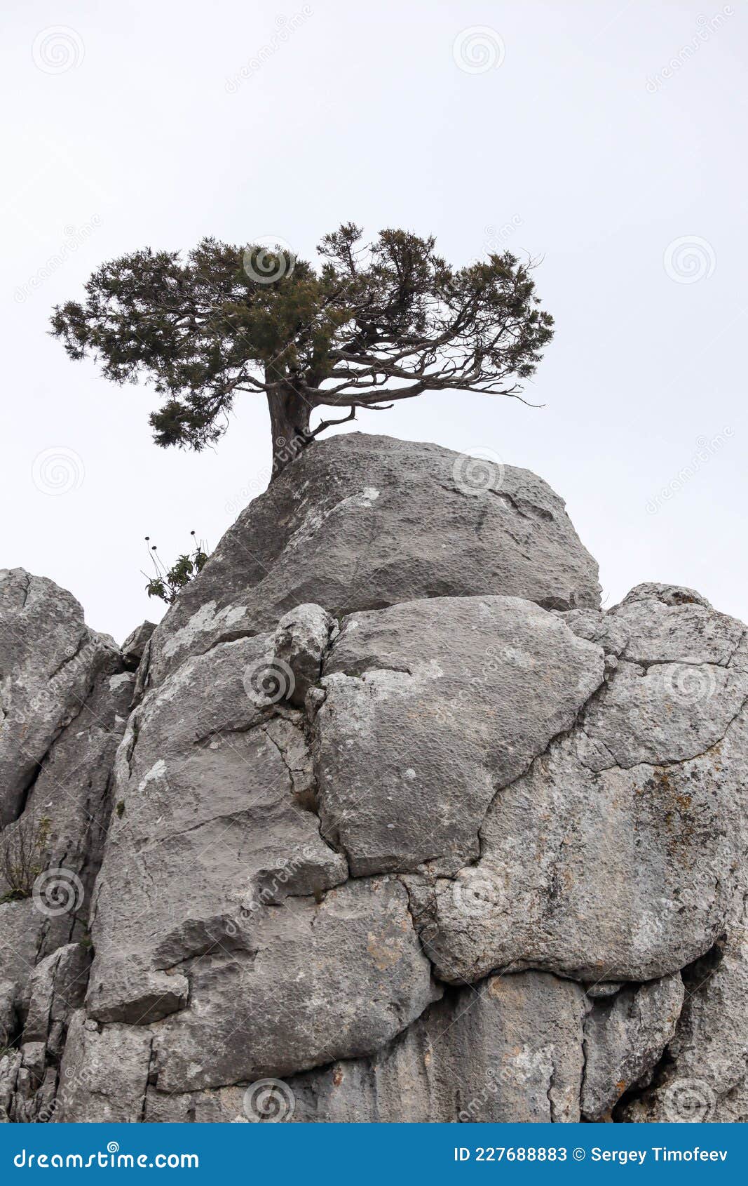 Beautiful Lonely Old Pine Tree on the Rocks Stock Image - Image of ...