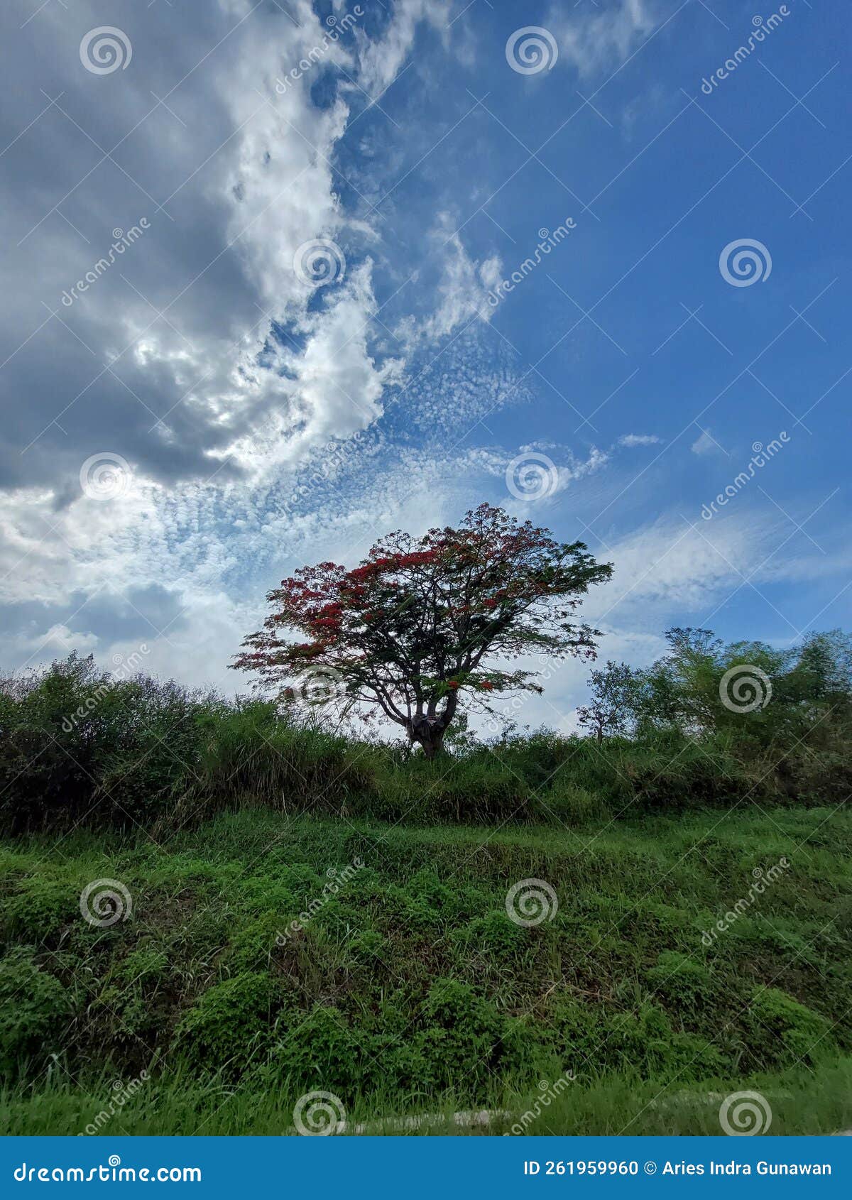 Beautiful Lonely Tree with Blue Sky Stock Photo - Image of lonely, tree ...