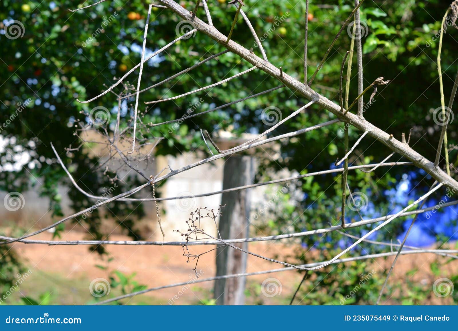 Beautiful long dry branch stock image. Image of leaf - 235075449