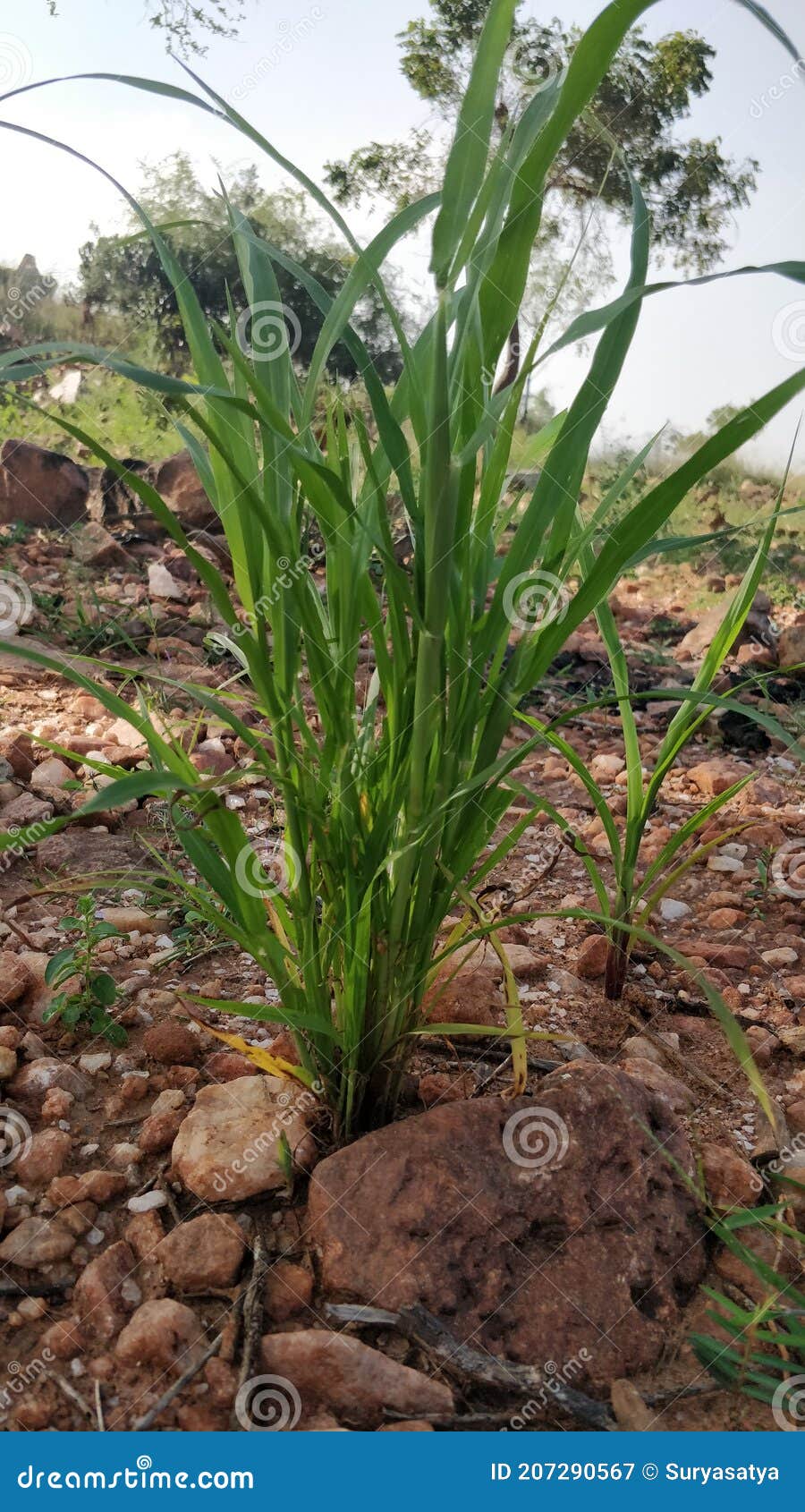 Beautiful Long Grassy Type Graas in Farm Stock Image - Image of type ...