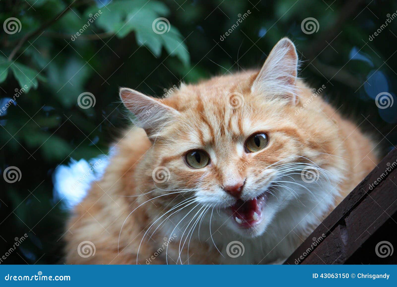 A Beautiful Long Haired Ginger Cat Stock Photo - Image of hairy, haired ...