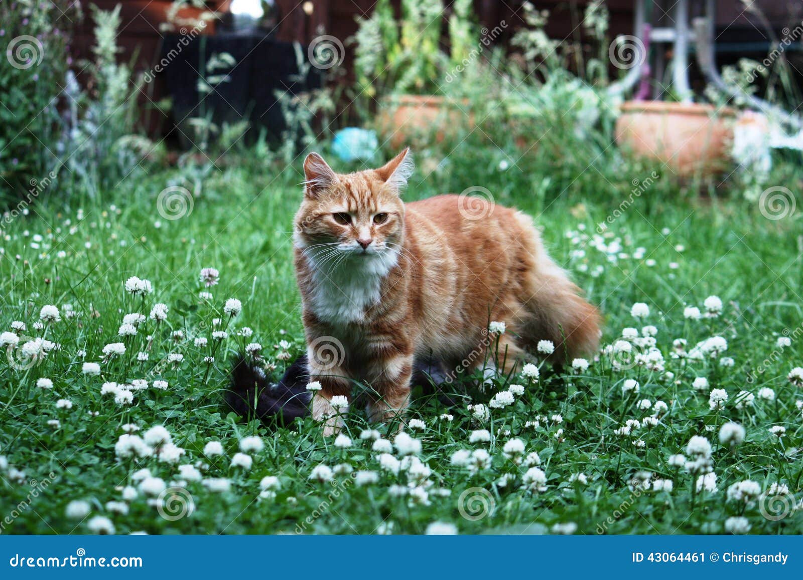A Beautiful Long Haired Ginger Cat Stock Image - Image of haired ...