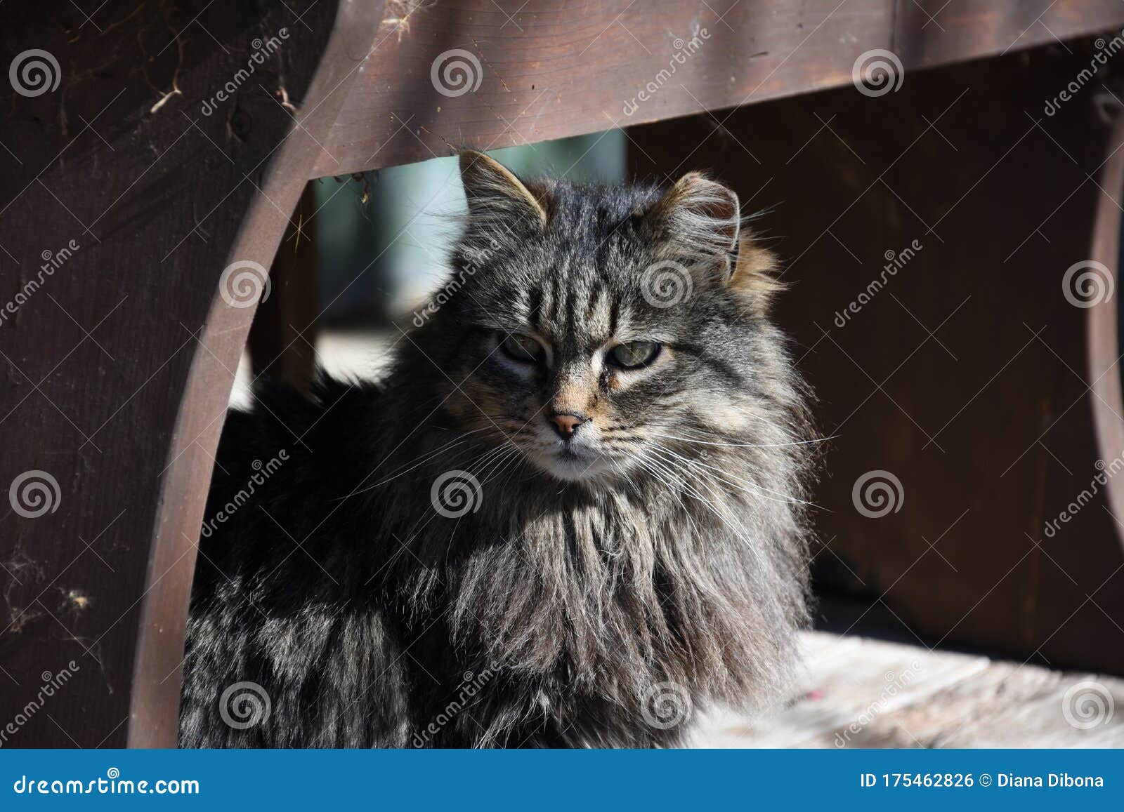 Beautiful Long Haired Tabby Cat Stock Photo - Image of countryside ...