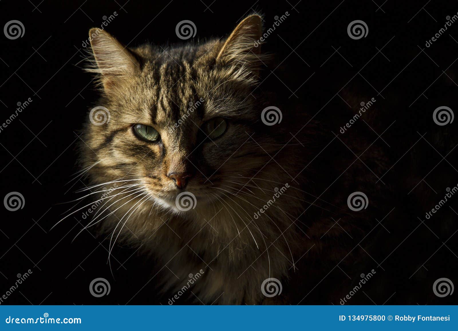 Beautiful Long-haired Tabby Cat on a Black Background, As If it Were ...
