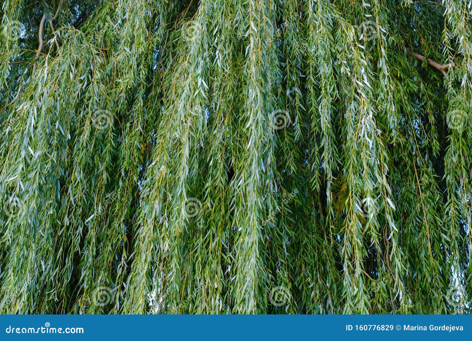 Beautiful Long Hanging Willow Branches Stock Image - Image of plant ...