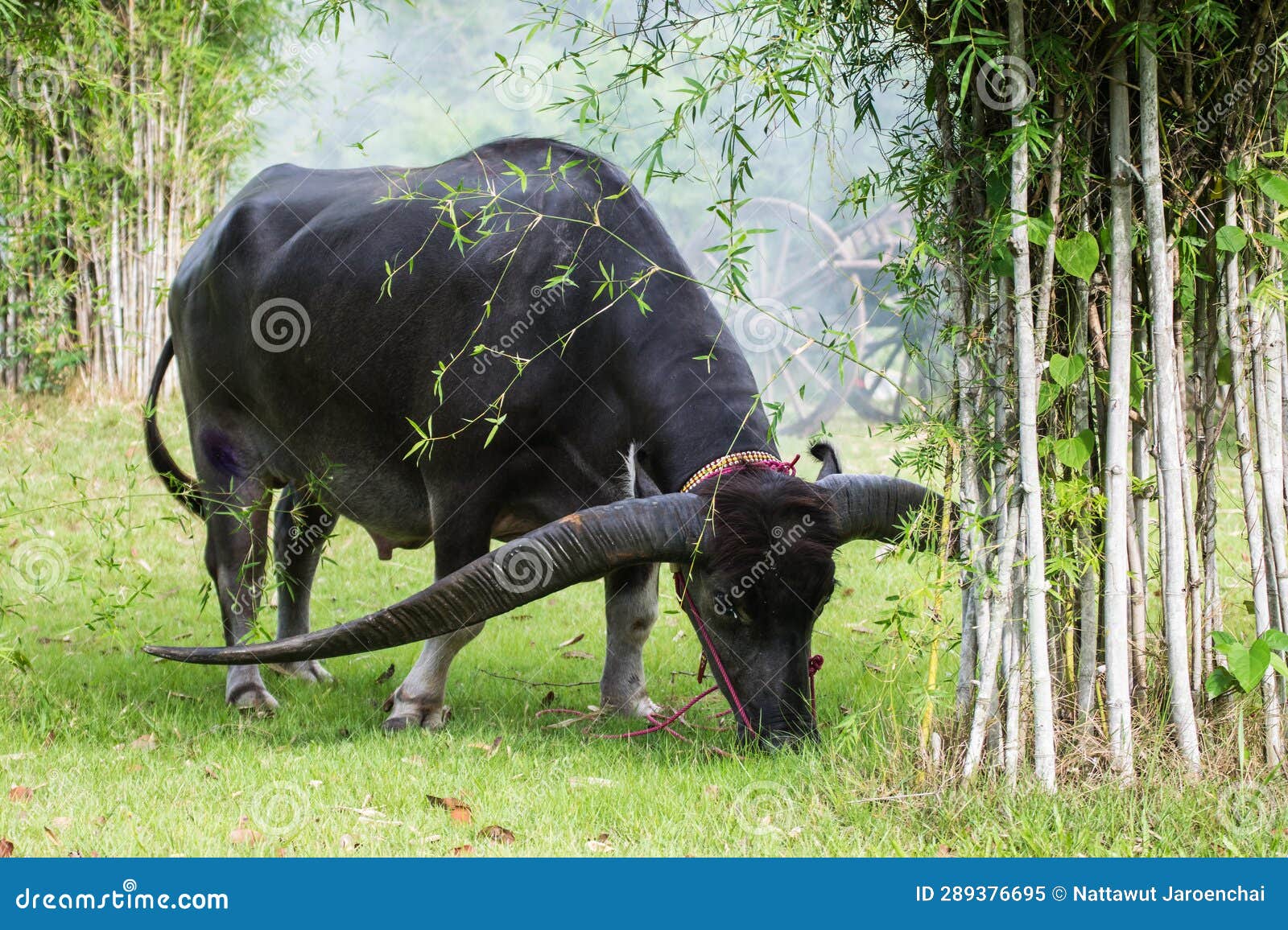 Beautiful Long Horned Buffalo Stock Image - Image of culture, isolated ...