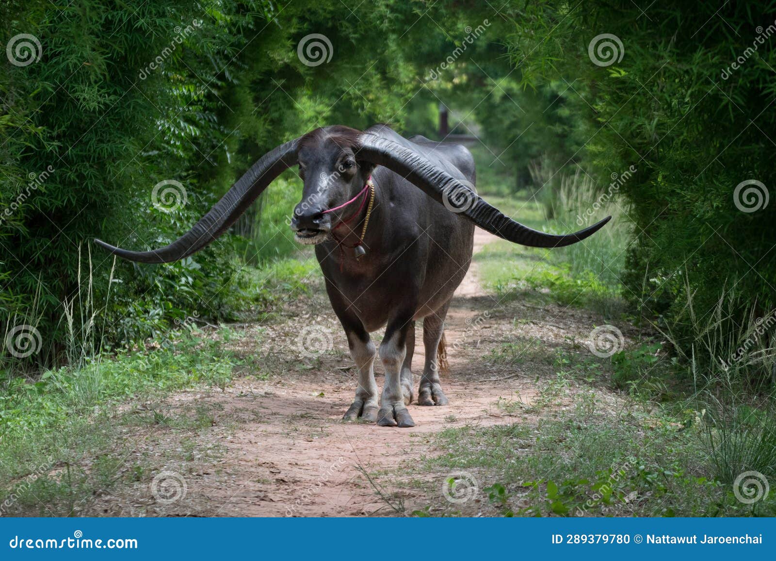 Beautiful Long Horned Buffalo Stock Photo - Image of farm, field: 289379780