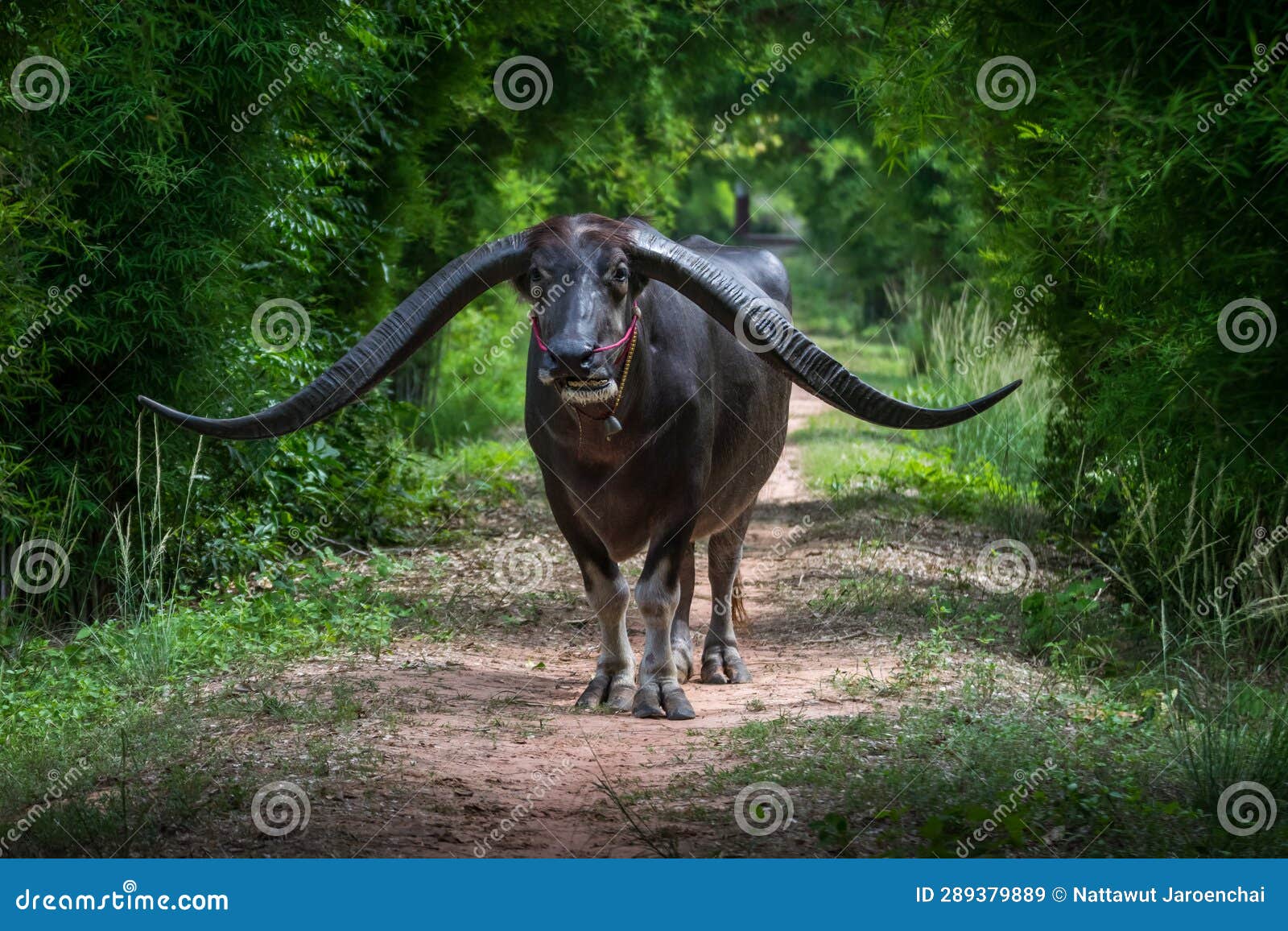 Beautiful Long Horned Buffalo Stock Image - Image of mammal, beautiful ...