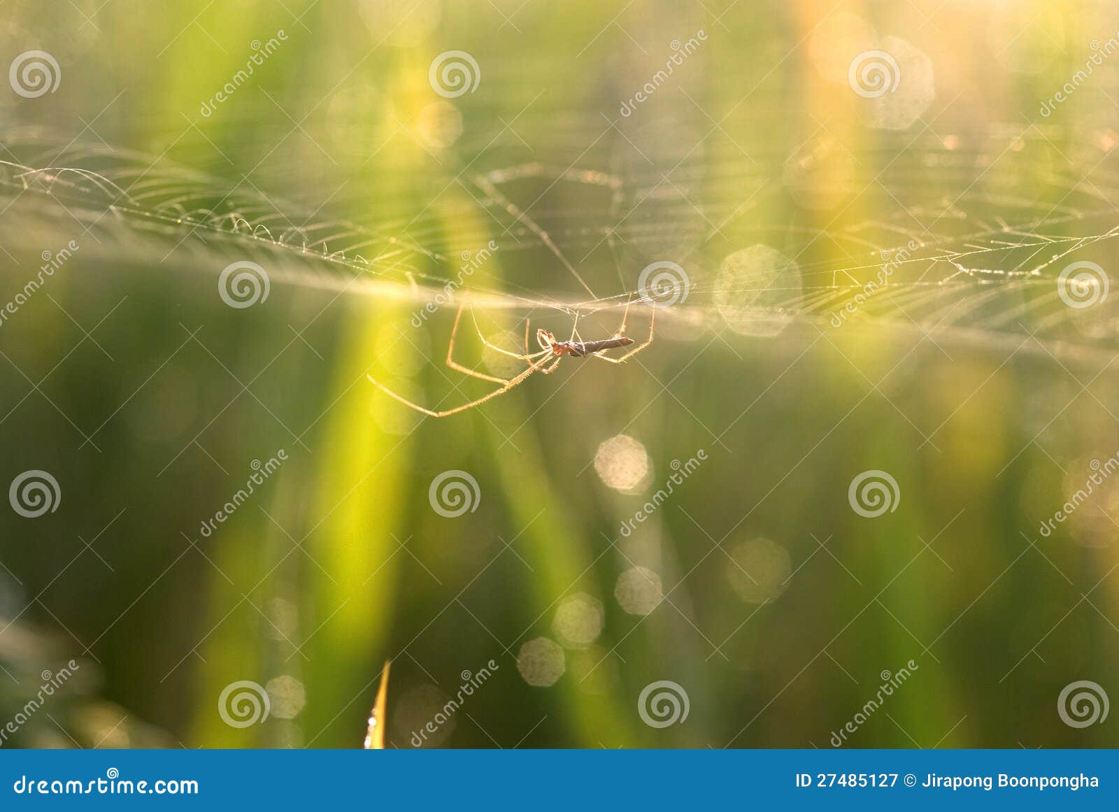 Beautiful Long-jawed Spider in Rice Field Stock Image - Image of furry ...