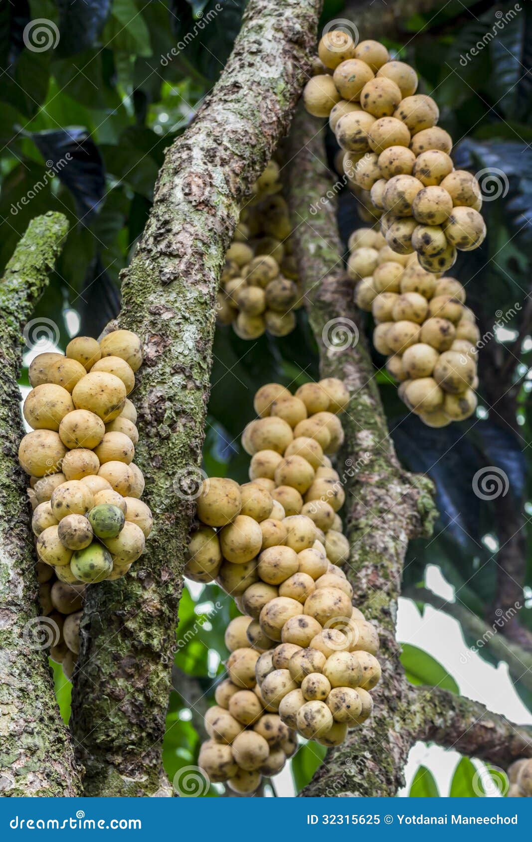 Beautiful Long Kong stock image. Image of longkong, long - 32315625